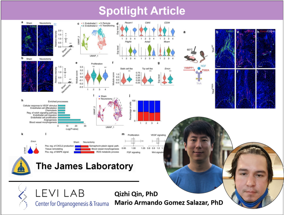 Home - Levi Lab | Center for Organogenesis & Trauma